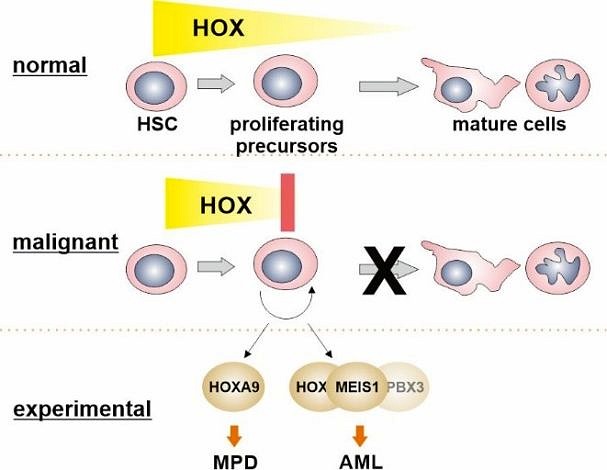 AG Robert Slany - Chair of Genetics