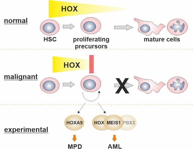 AG Robert Slany - Chair of Genetics