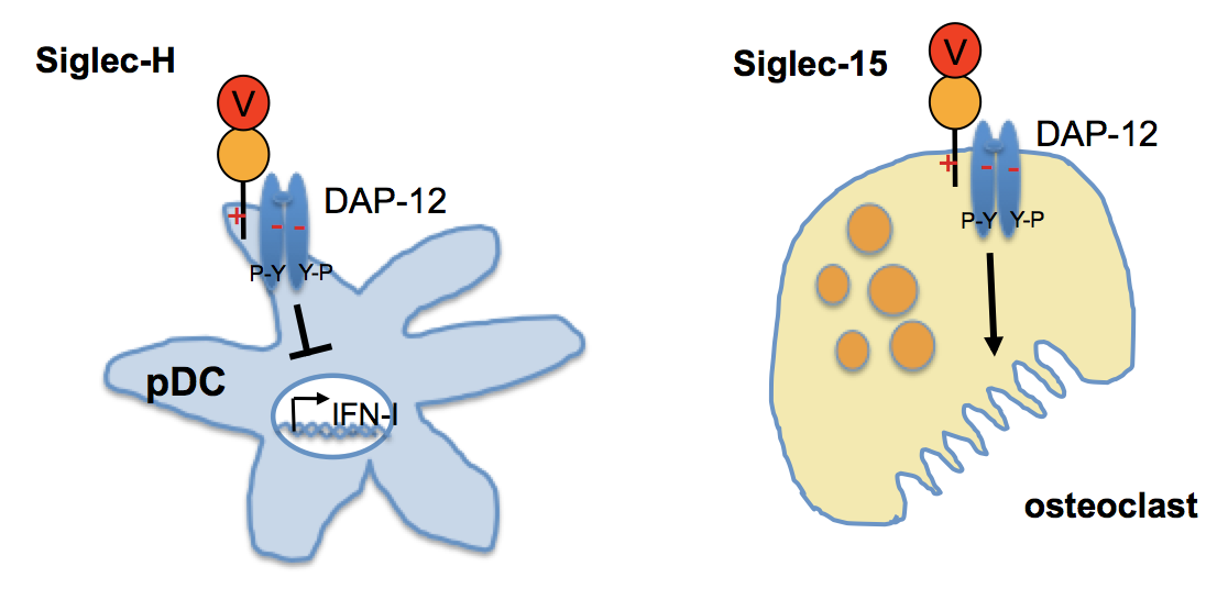 AG Lars Nitschke › Chair of Genetics