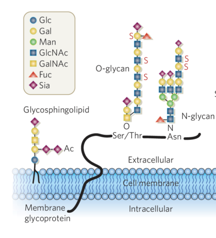 AG Lars Nitschke - Chair of Genetics